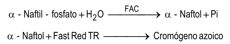 11548 - FOSFATASA ACIDA