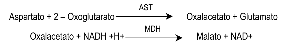 11531 - ASPARTATO AMINOTRANSFERASA (AST/GOT)