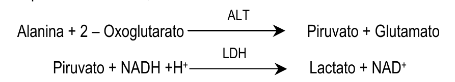 11533 - ALANINA AMINOTRANSFERASA (ALT/GPT)