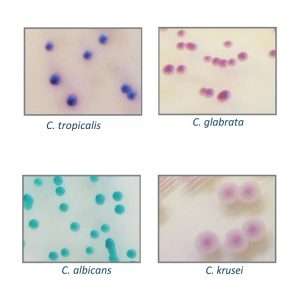 8684 MCD AGAR CROMOGENICO PARA CANDIDA 10 PLACAS