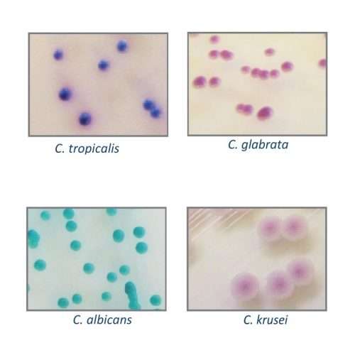 8684 MCD AGAR CROMOGENICO PARA CANDIDA 10 PLACAS