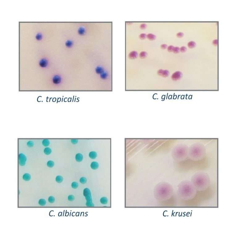 8684 MCD AGAR CROMOGENICO PARA CANDIDA 10 PLACAS